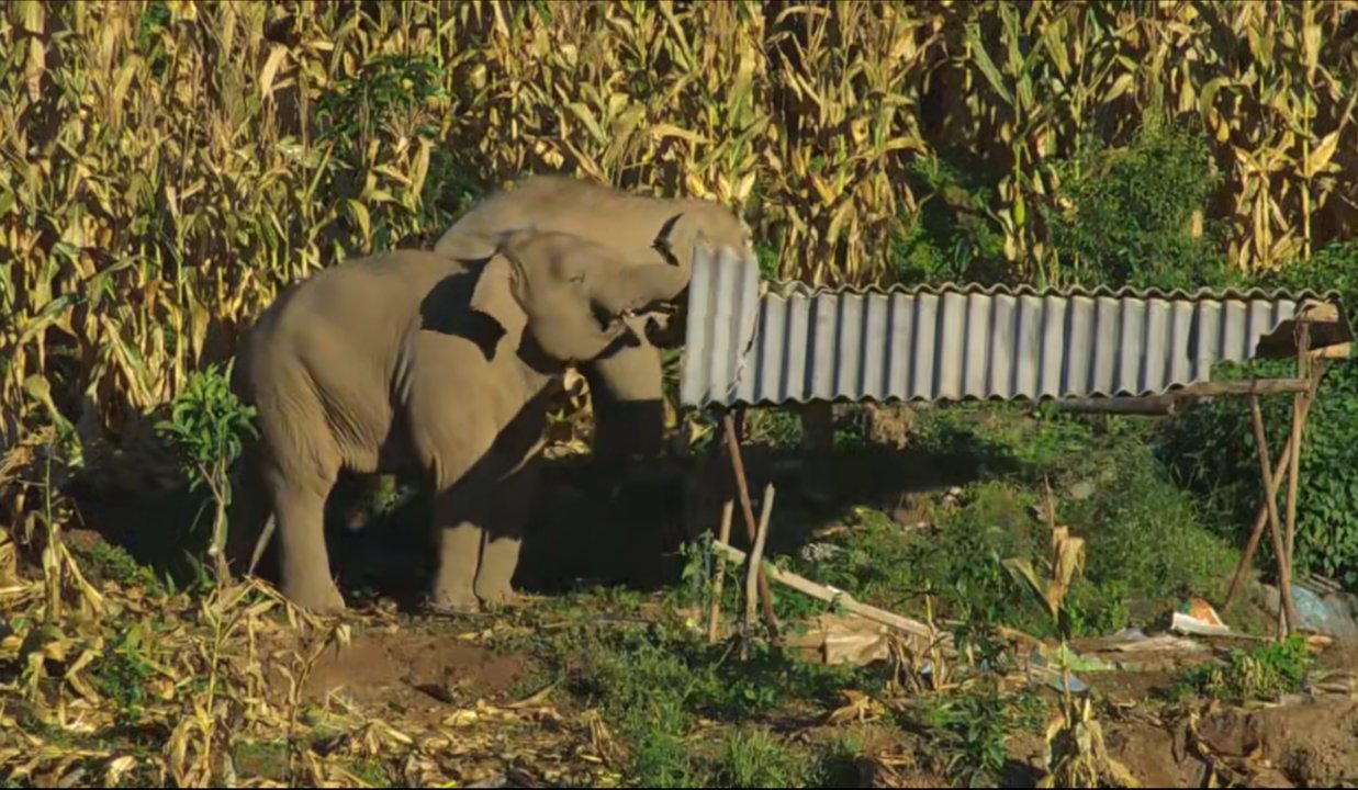 My Life Filming Elephants in China | First Person