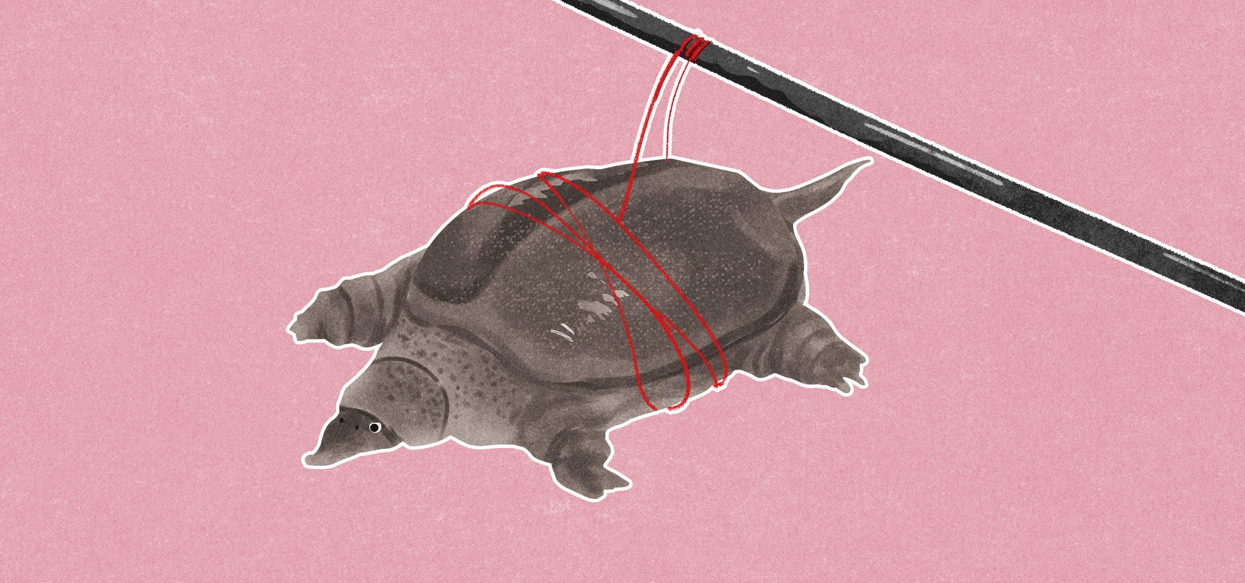 The Decline Of Softshell Turtle Farms In South China The World Of Chinese