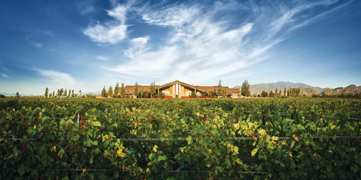 Grape Expectations | The World of Chinese