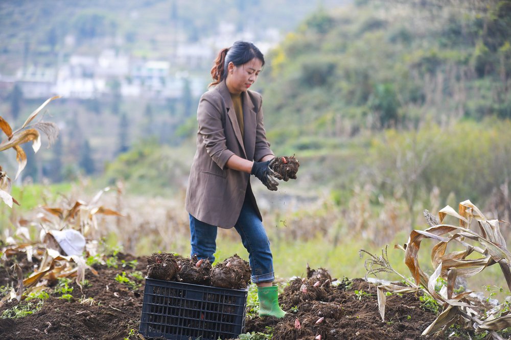 The Magic of Konjac: What’s Behind China’s Obsession with the Toxic ...