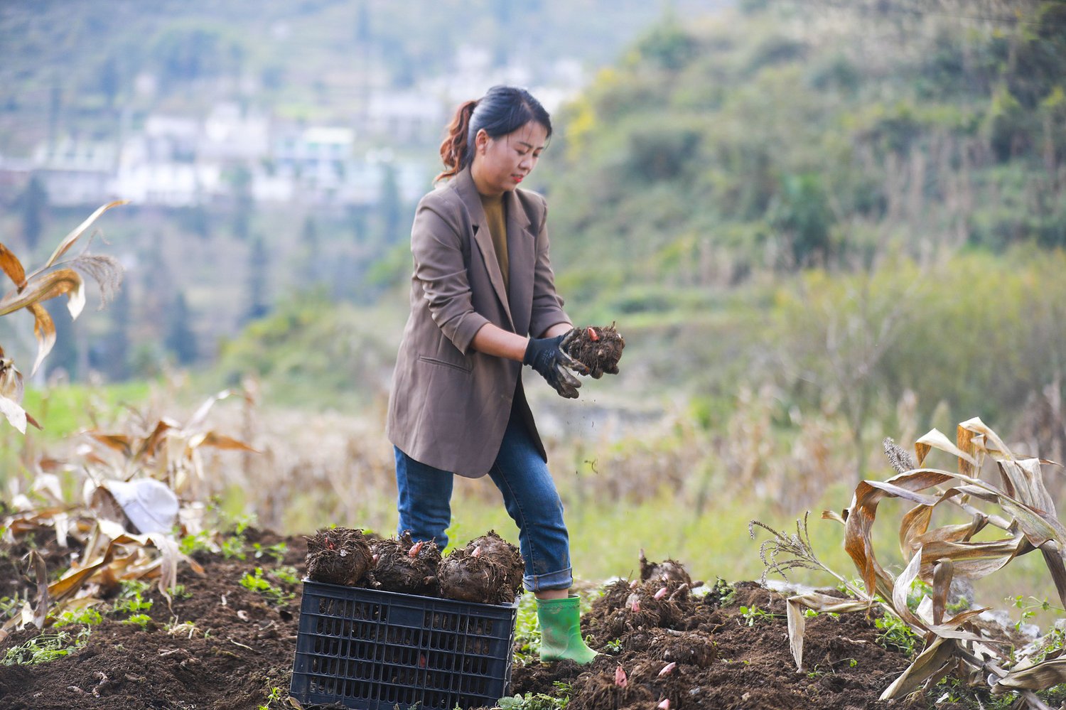 The Magic of Konjac: What’s Behind China’s Obsession with the Toxic Plant