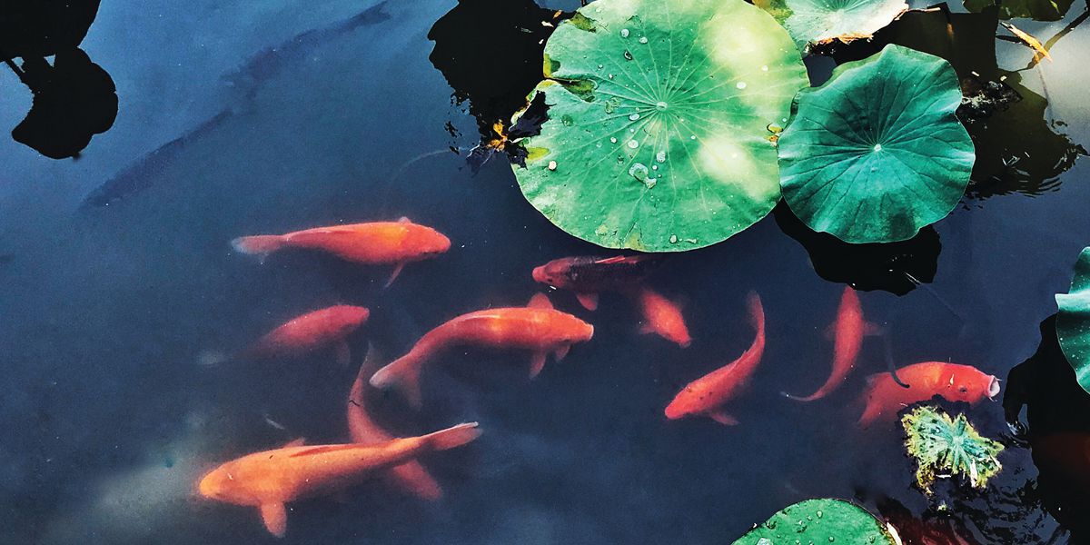 Fishing for Fortune | The World of Chinese