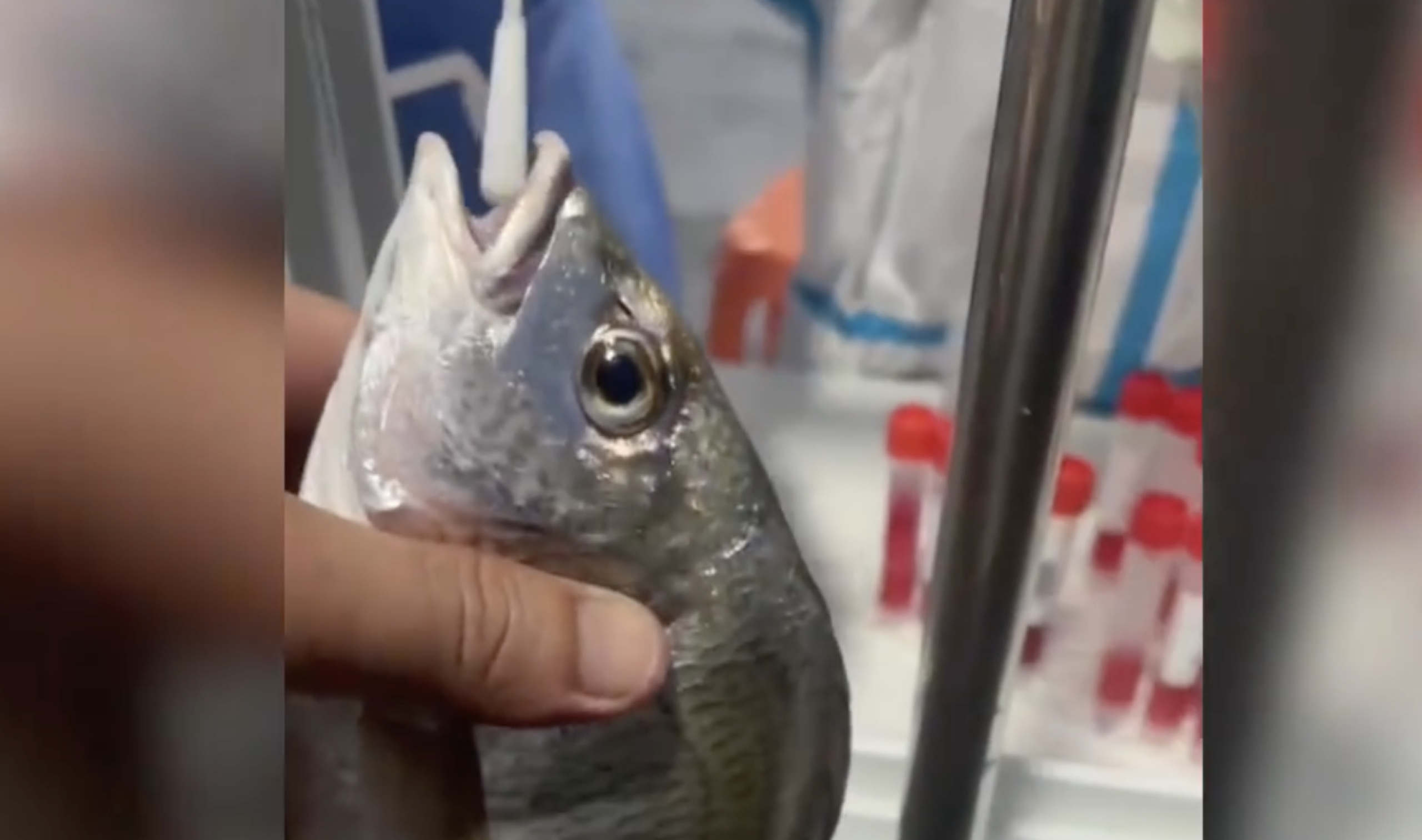 Fish Swabbed for Covid-19 and Other Trending News from China This Week