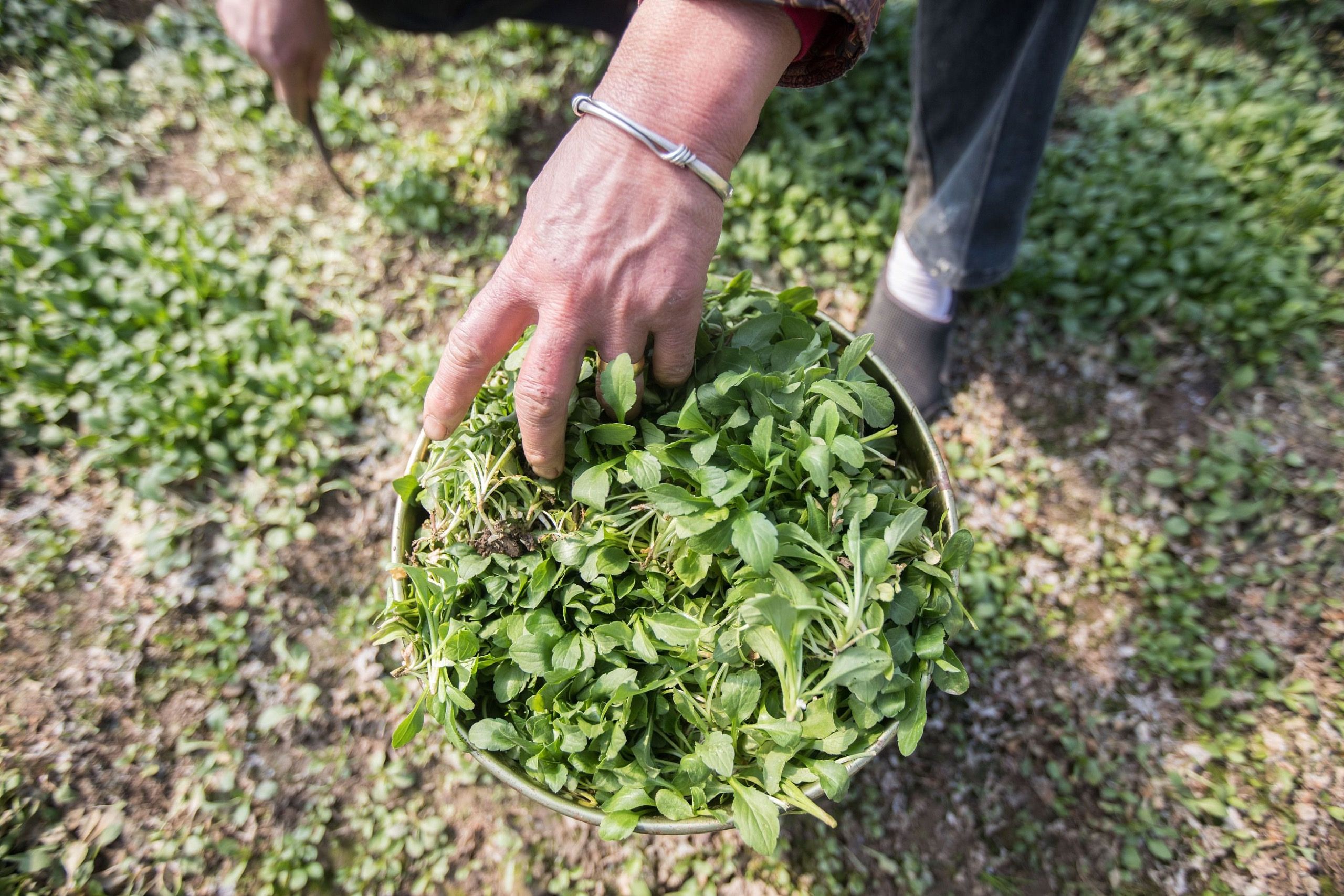China’s Springtime Wild Vegetables and How to Cook Them | The World of ...