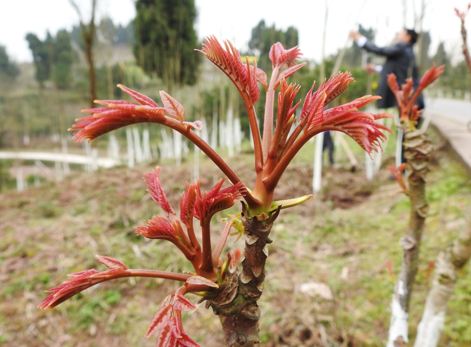 China’s Springtime Wild Vegetables and How to Cook Them
