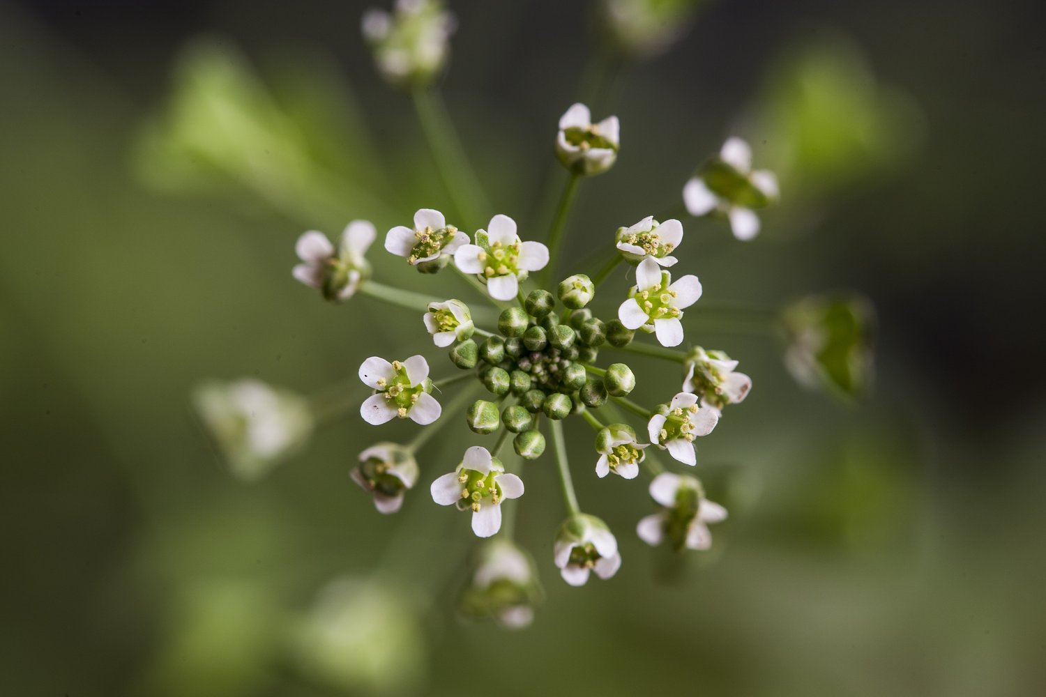 China’s Springtime Wild Vegetables and How to Cook Them