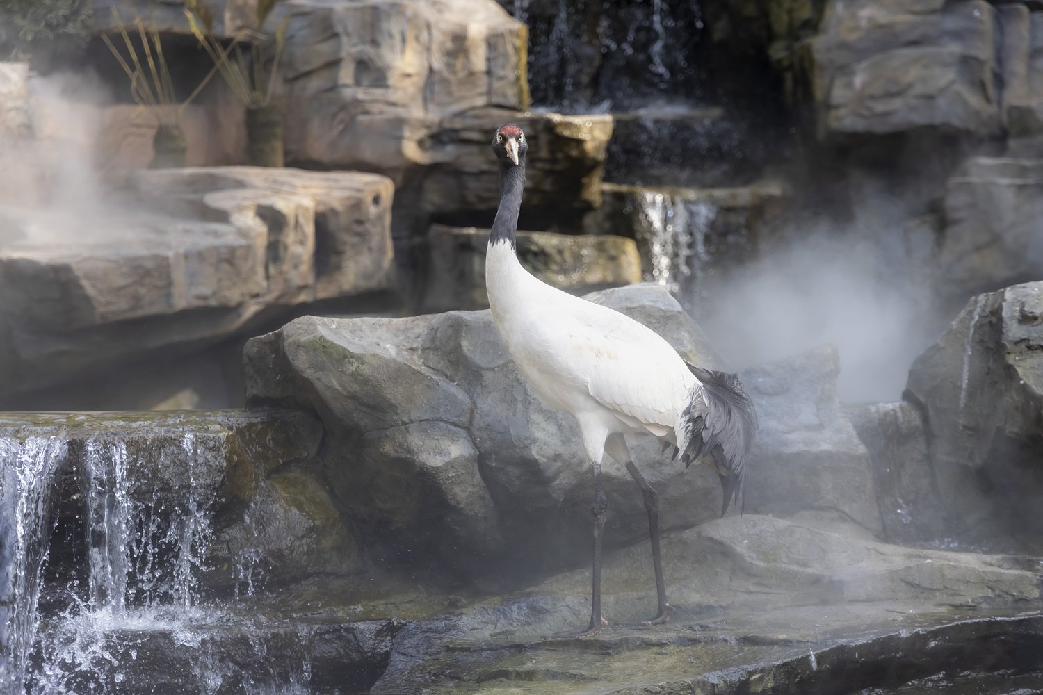 Learn the Traditional Symbolism of Birds in China | The World of Chinese
