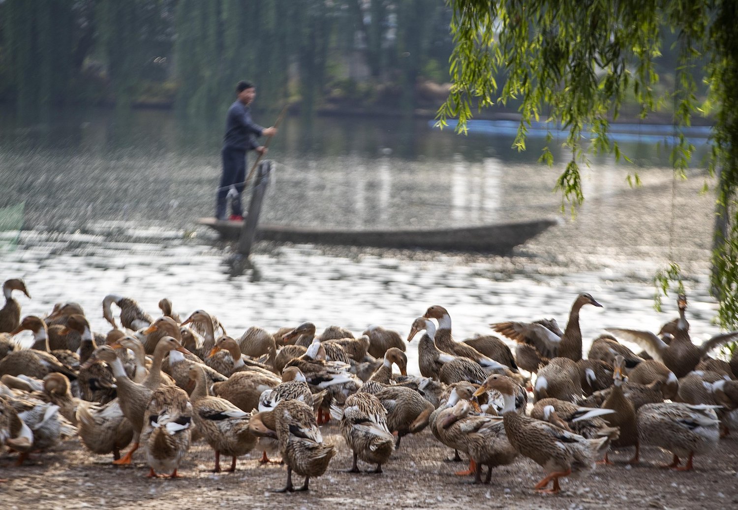 Discover the Salted Duck Egg and Its Rich Culinary History in China ...