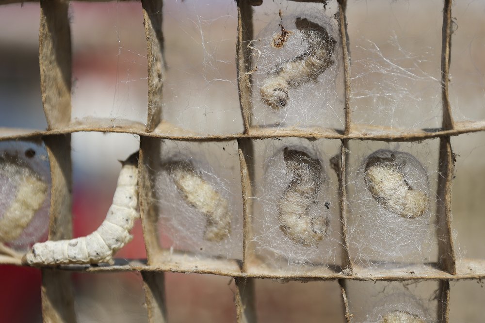 Virtuous Creepy-Crawlies: The Symbolism of Insects in Chinese Culture