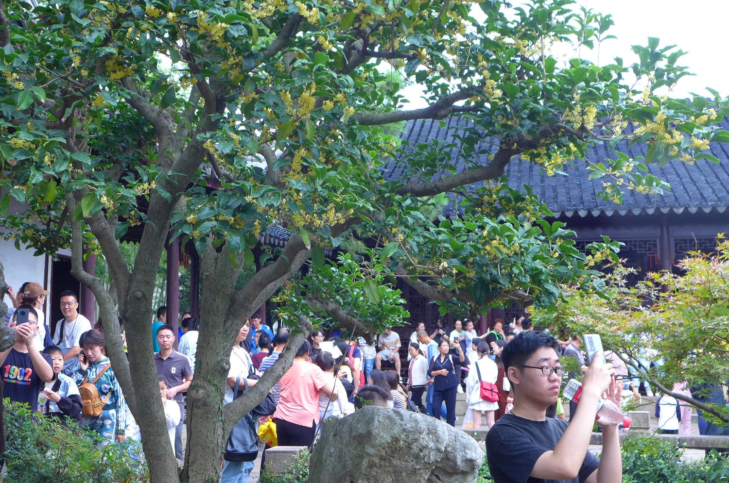 How Sweet Osmanthus Becomes the Scent of Autumn in China | The World of ...
