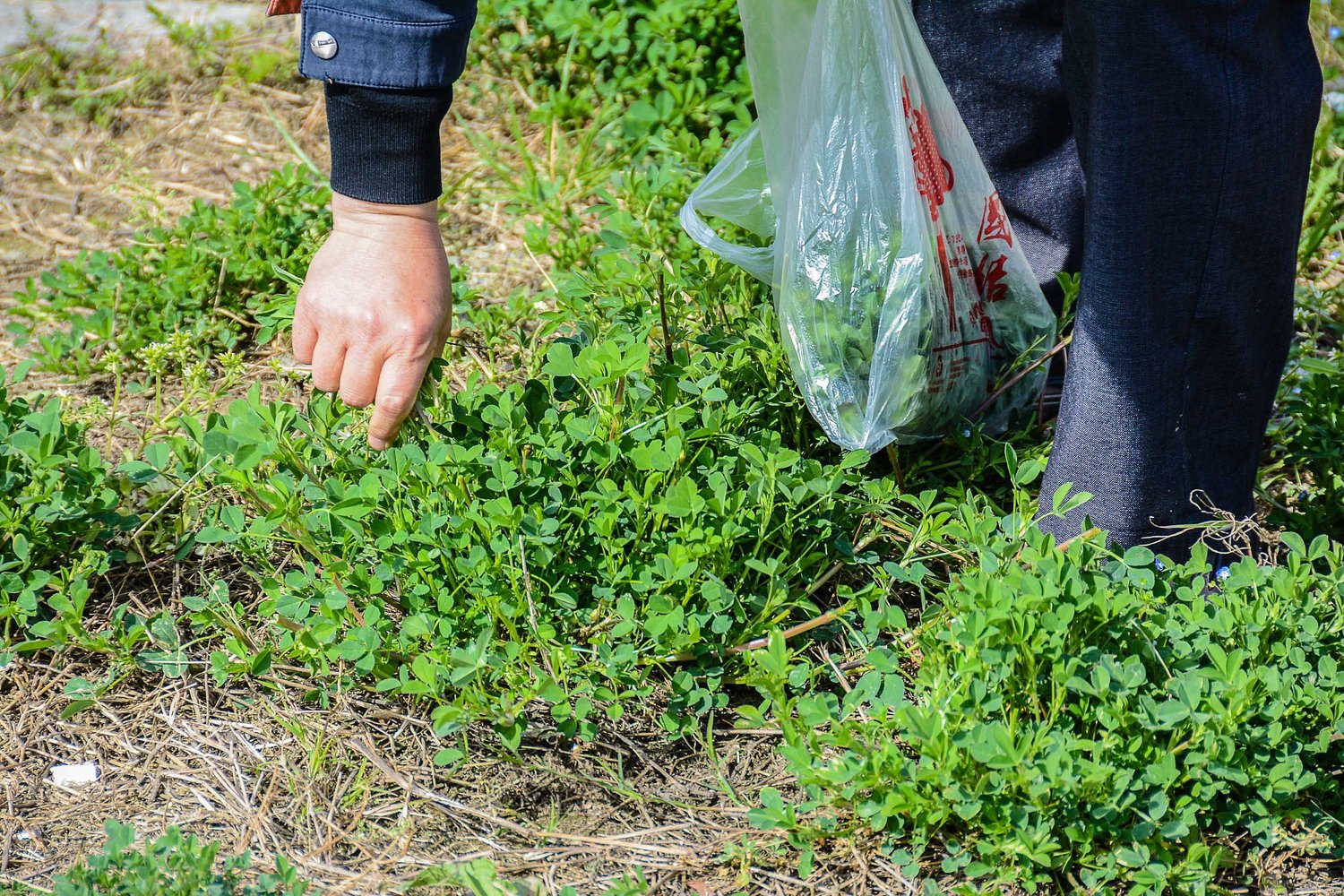 China’s Springtime Wild Vegetables and How to Cook Them