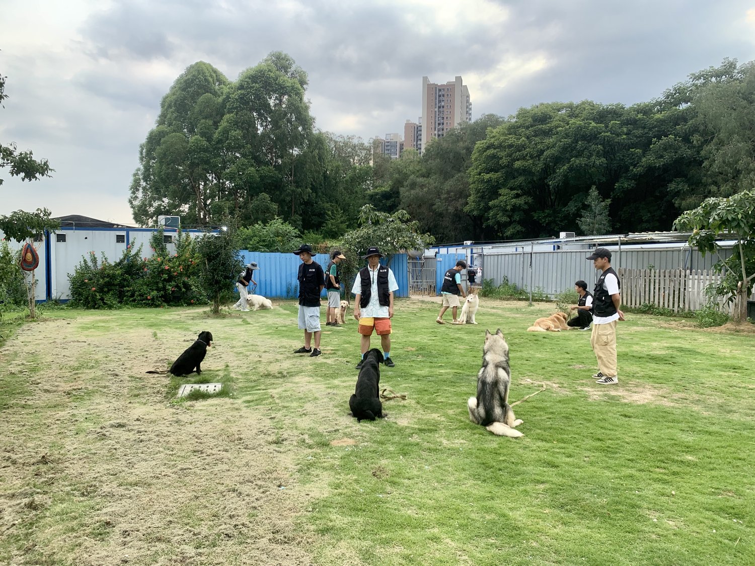 Meet the slobbering students of China’s pet-training schools | The ...