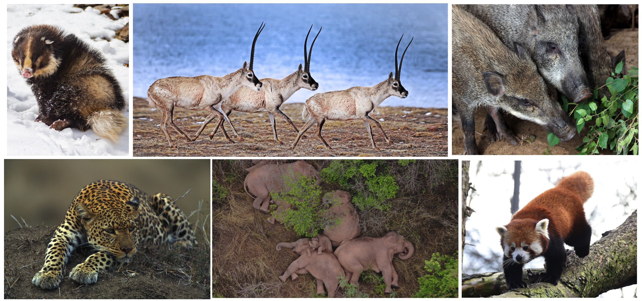 Top News About Animals in China in 2021 | The World of Chinese