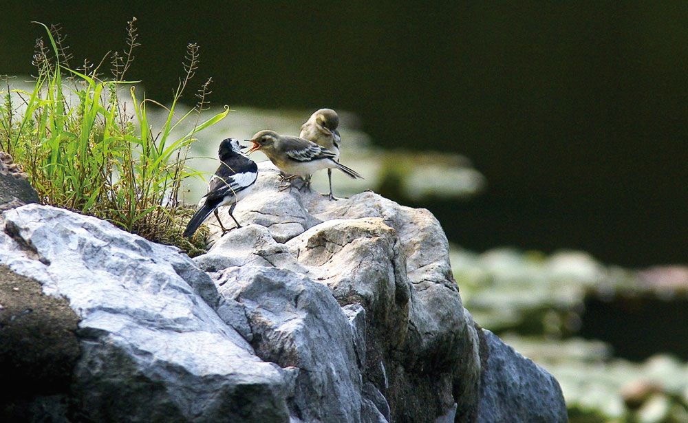 Bird Watching | The World of Chinese