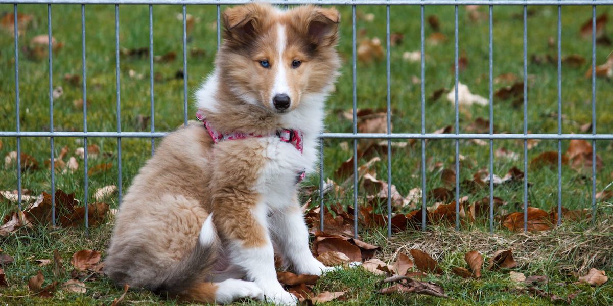 Choice Chengyu: Barking Idioms | The World of Chinese