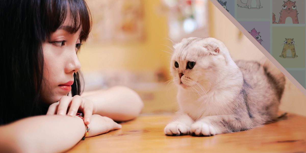 China's cat economy | The World of Chinese