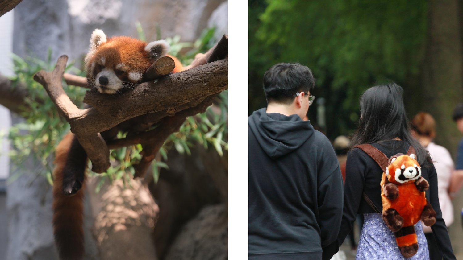 Can China’s Zoo Boom Ever Lead to Better Animal Welfare? | The World of ...