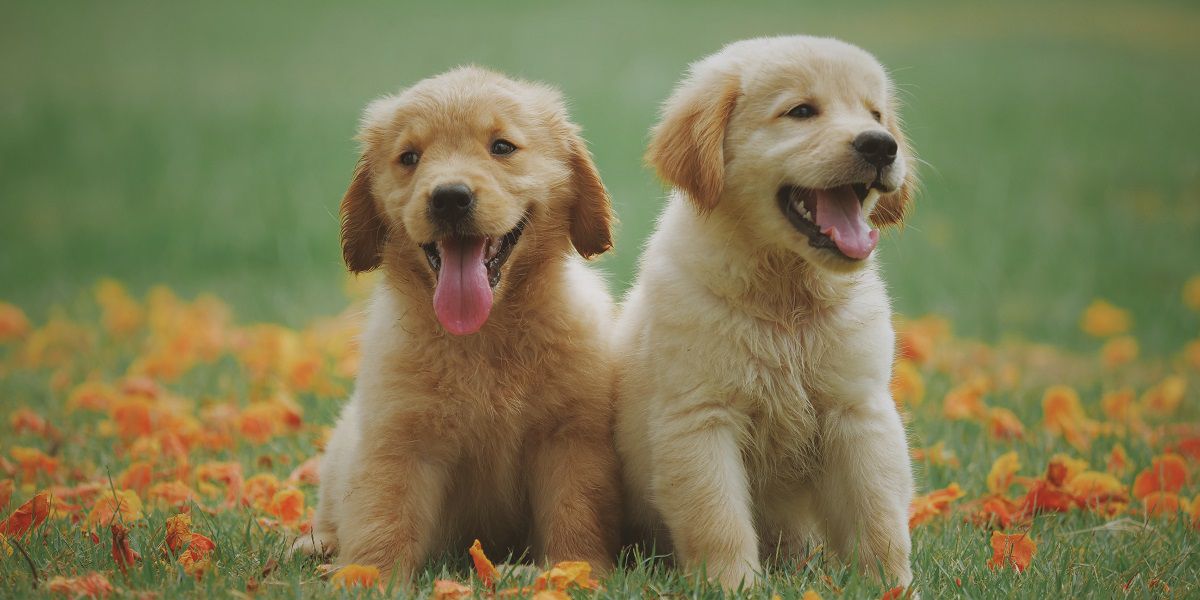 Even Chickens and Dogs Go to Heaven | The World of Chinese