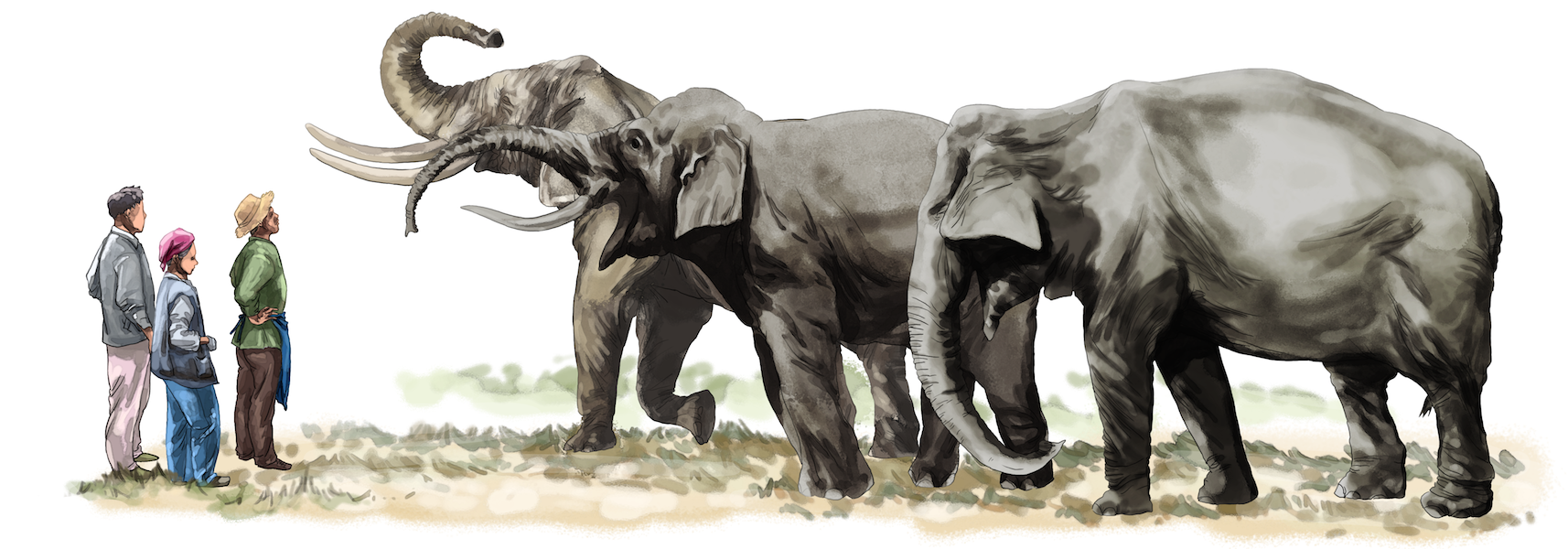 Elephants And Man In A Land Of Rubber | The World of Chinese