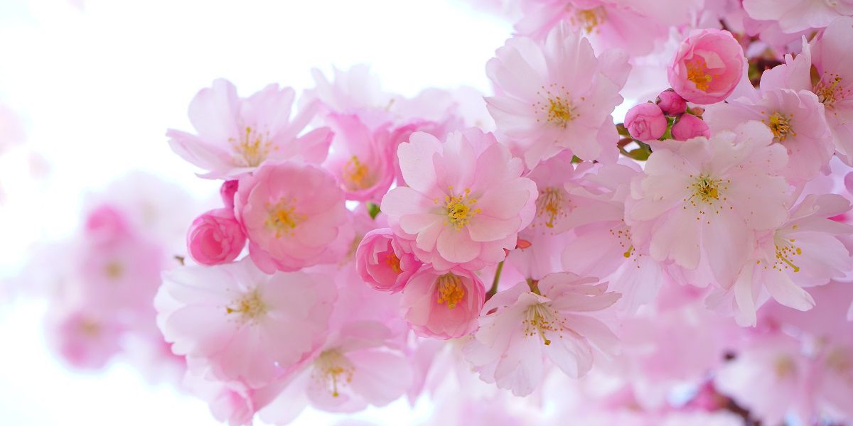 The Legend of the Flower Festival | The World of Chinese