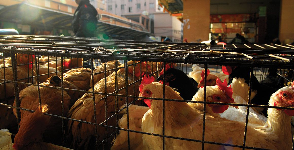 Markets Most Fowl | The World of Chinese