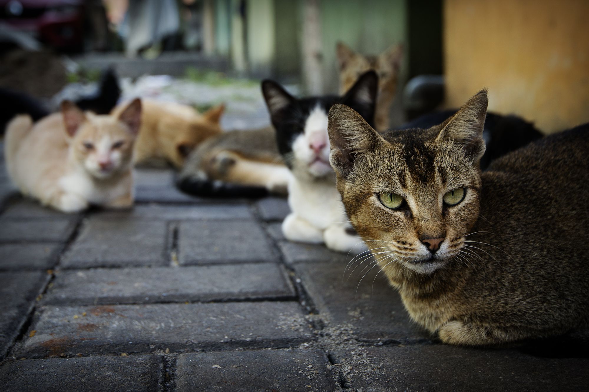Testing Schrodinger's inter-dimensional cats | The World of Chinese