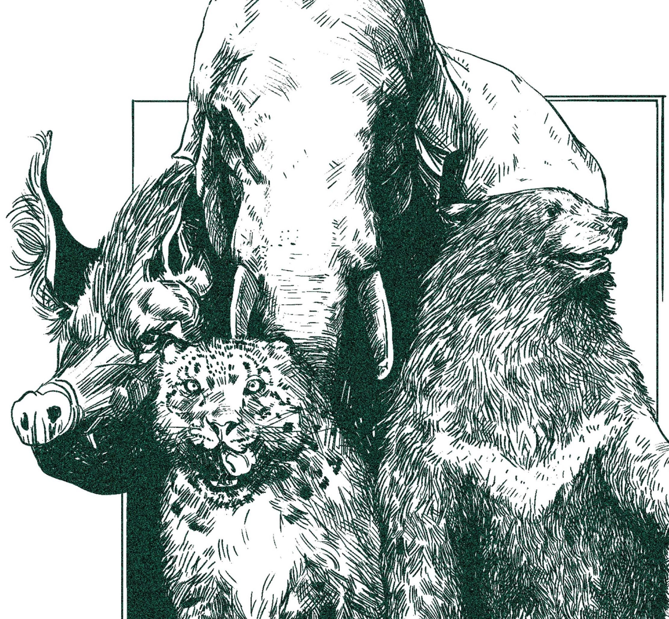 Why is Human-Wildlife Conflict Increasing in China? | The World of Chinese