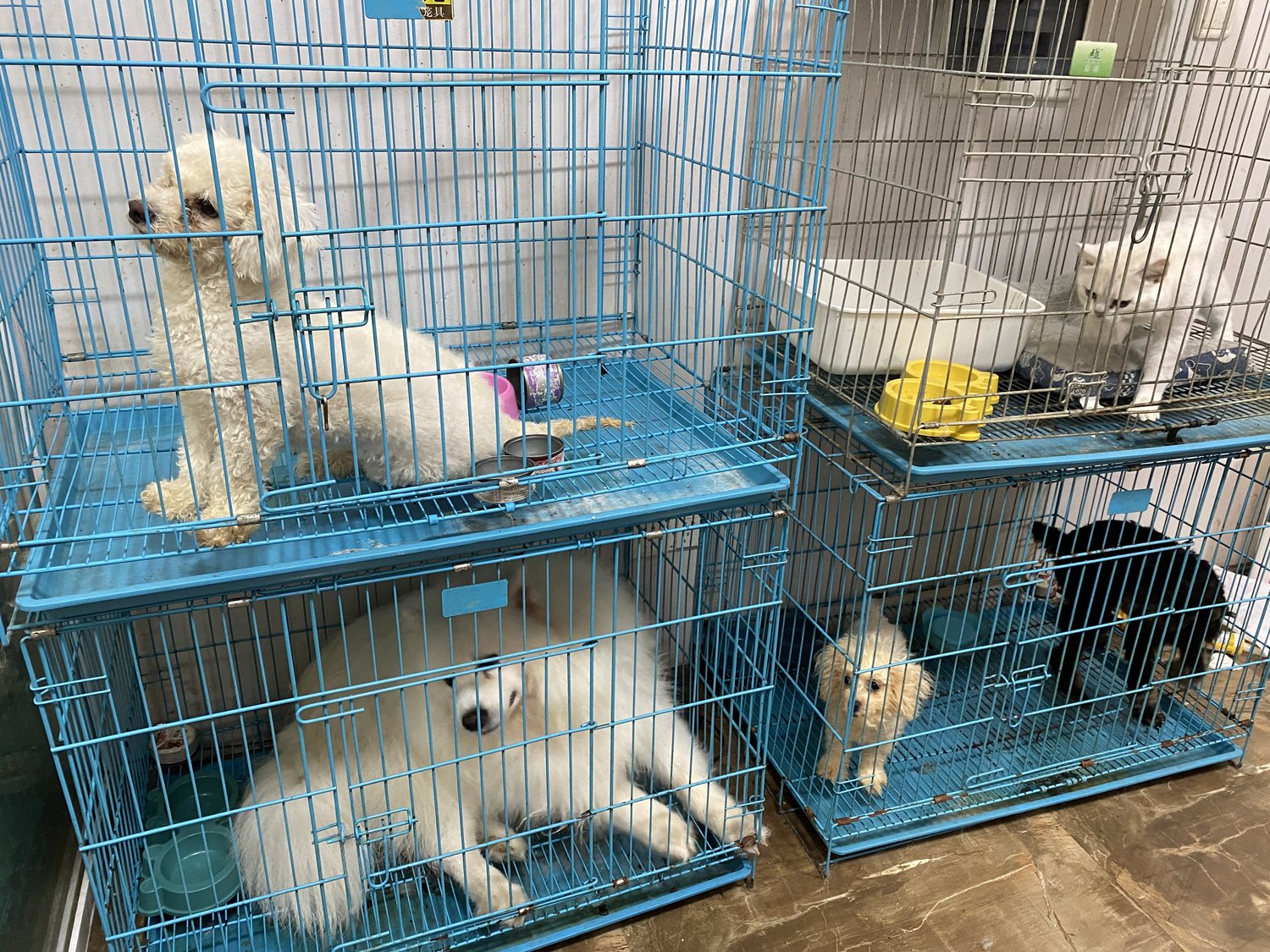 China’s Pet Industry Struggles Post-Pandemic | The World of Chinese