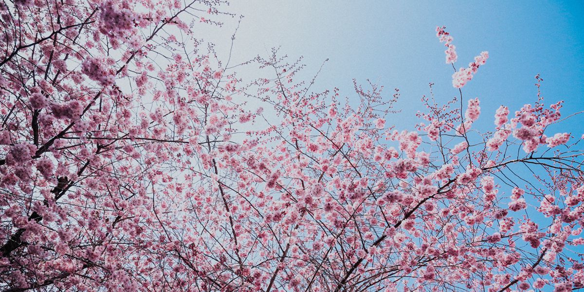 Choice Chengyu: Spring Sayings | The World of Chinese