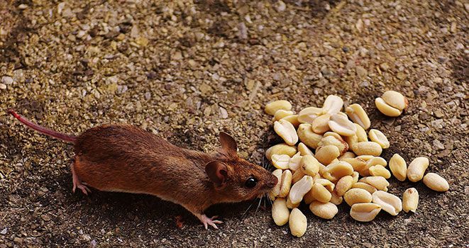 Of Mice And Men | The World of Chinese