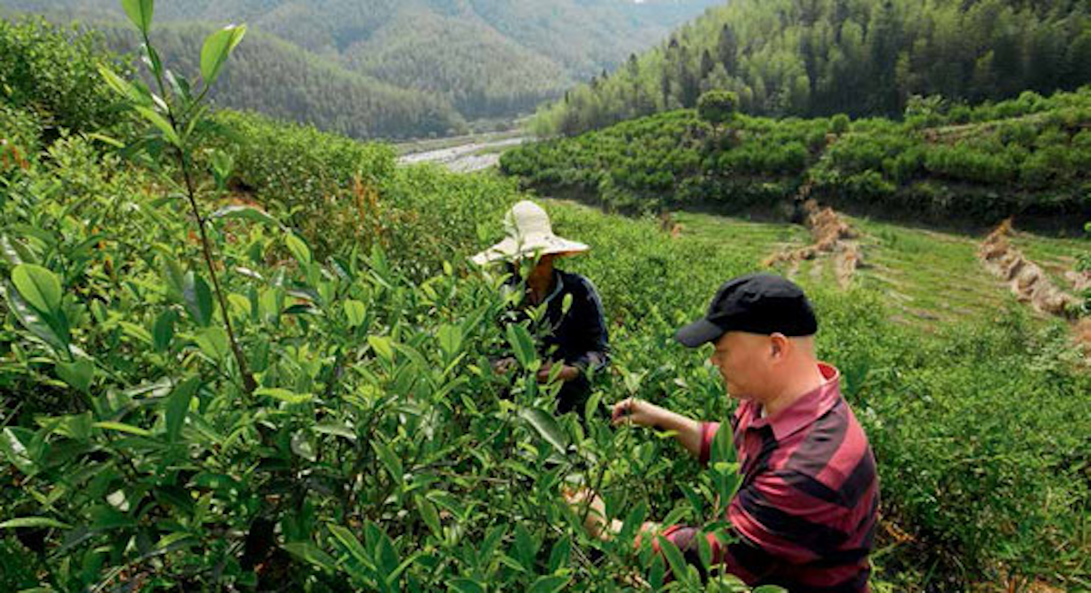 Teatopia | The World of Chinese