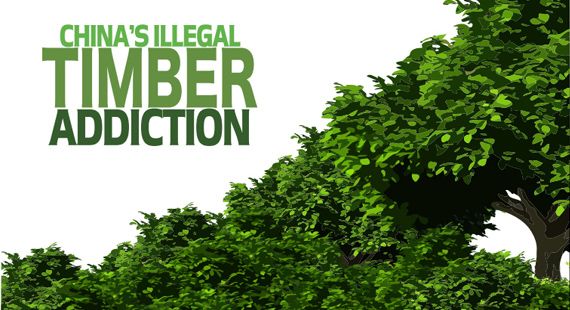 China's Illegal Timber Addiction | The World of Chinese